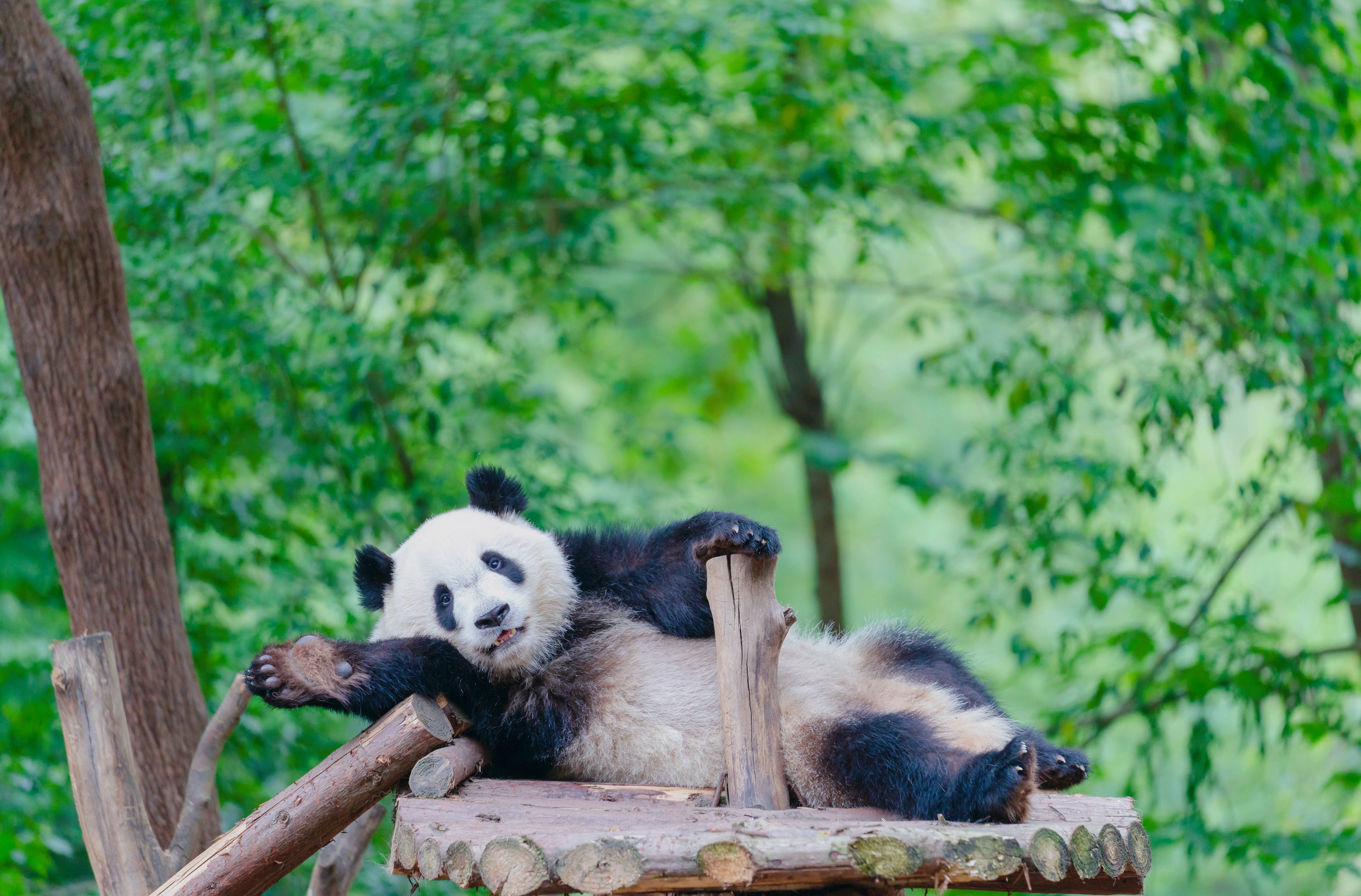 GoToChinaNow - China Local Travel Experts